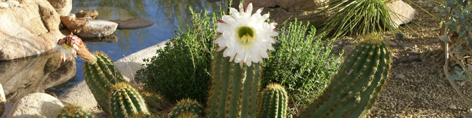 Spirit in the Desert • Spirit In the Desert