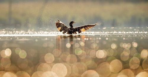 Community of the Wild Goose • Spirit In the Desert